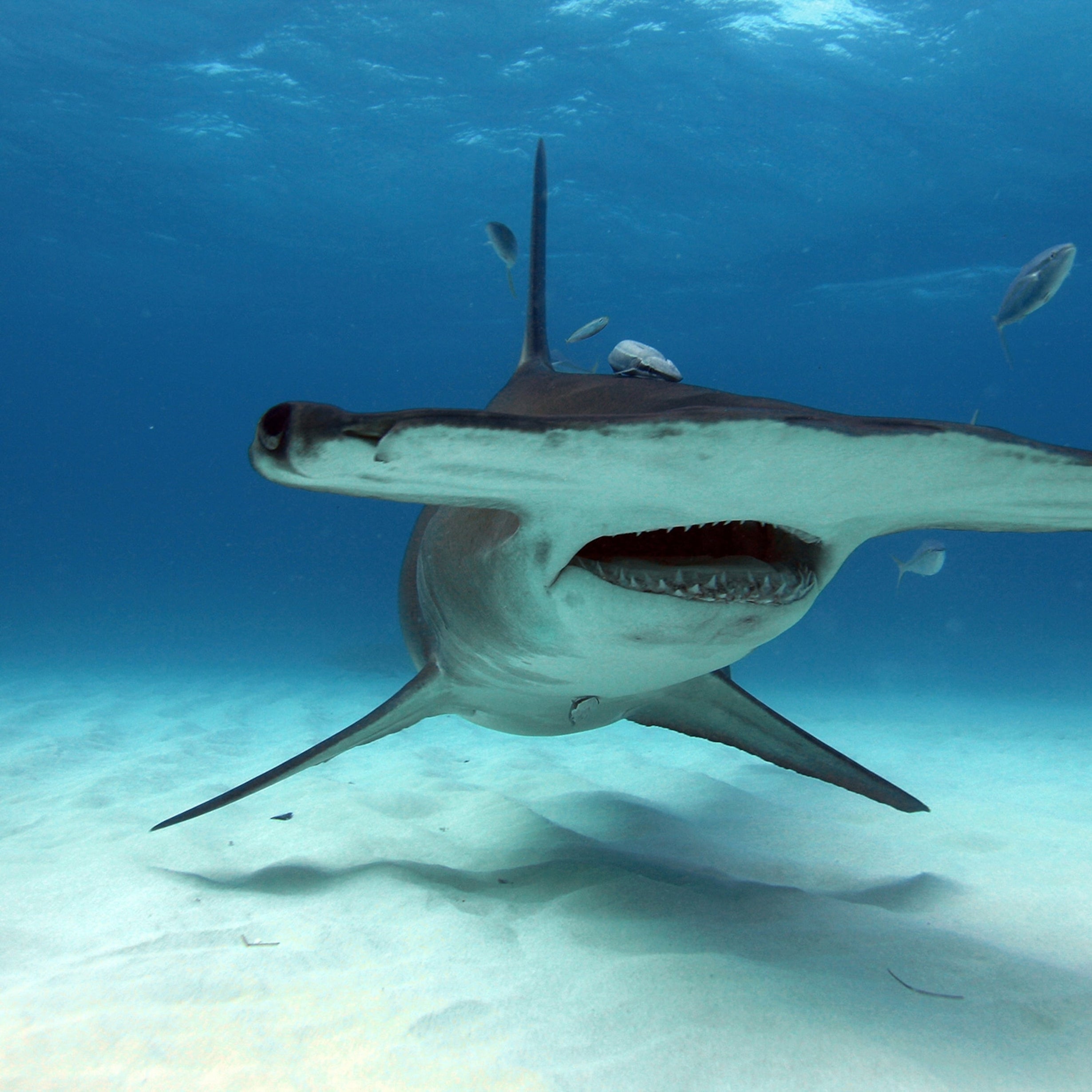 How Hammerhead Sharks Developed Their Unique Head Shape – Nubeo Watches