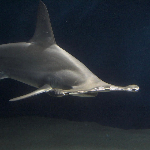 The Life Cycle of Sphyrnidae - Hammerhead Sharks – Nubeo Watches
